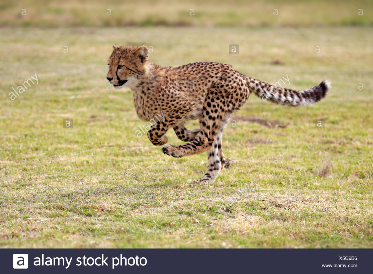 Cheetah Jump High Resolution Stock Photography and Images - Alamy
