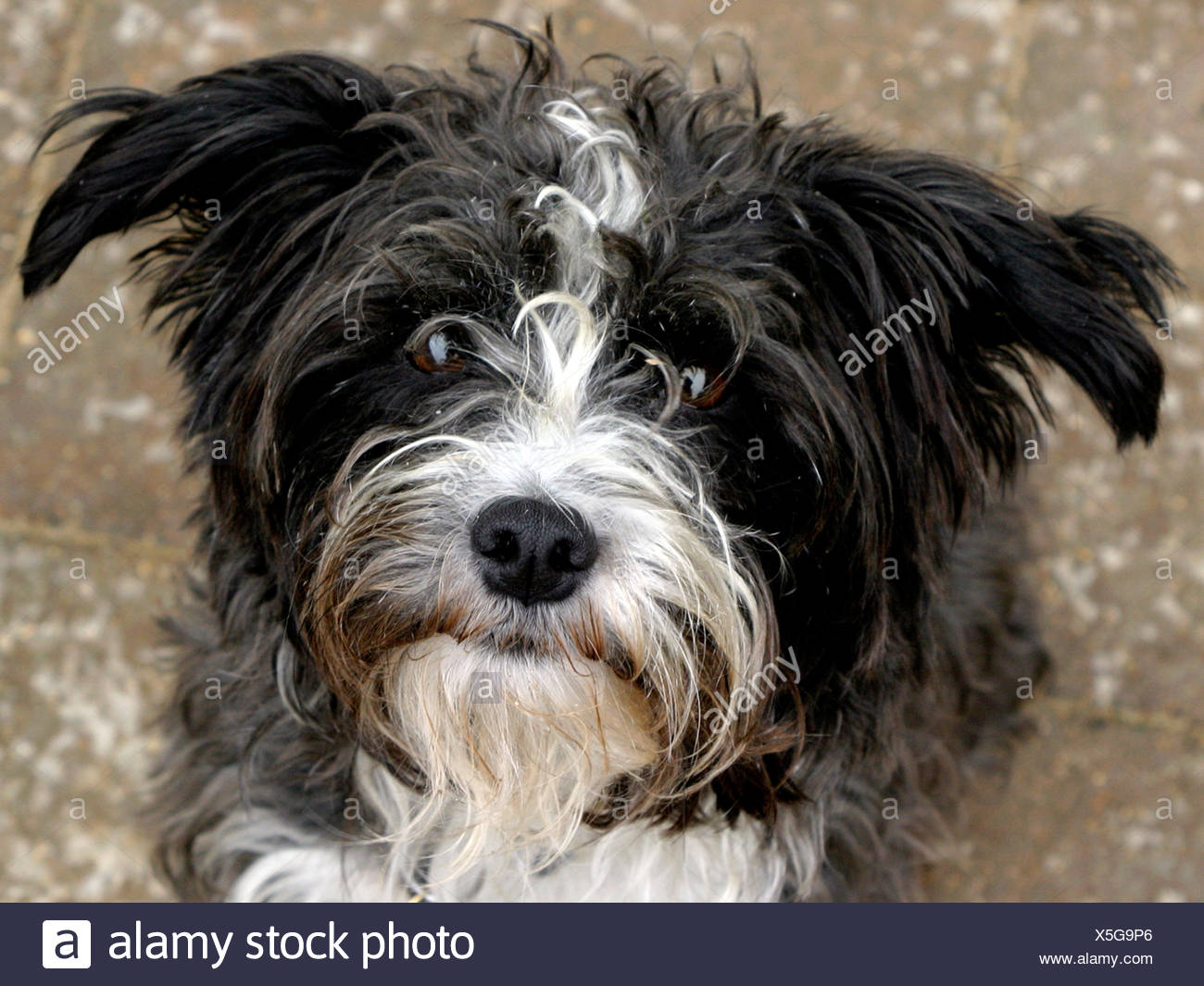 Scruff Stock Photos & Scruff Stock Images - Alamy