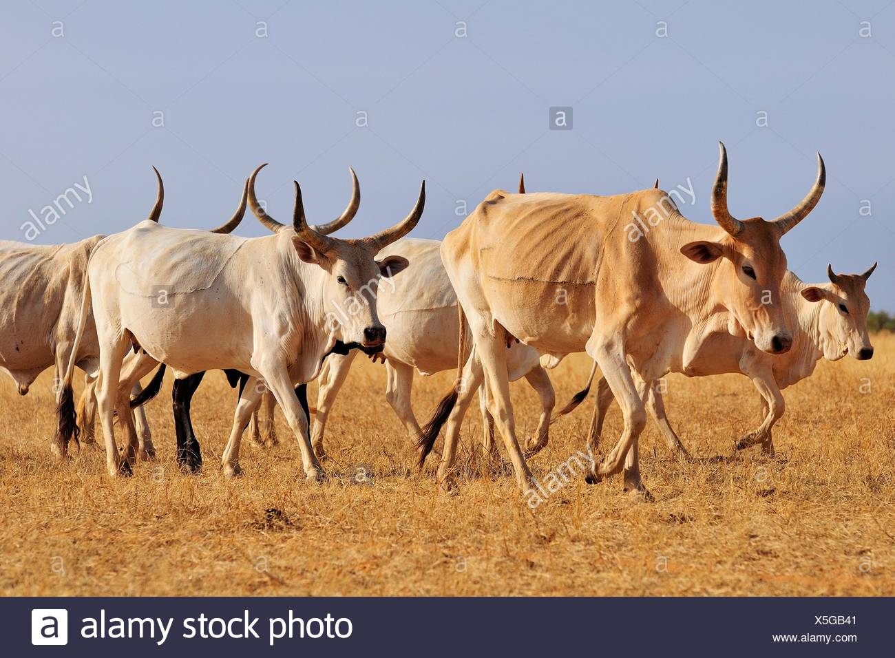 Mauritania Wildlife High Resolution Stock Photography and Images - Alamy