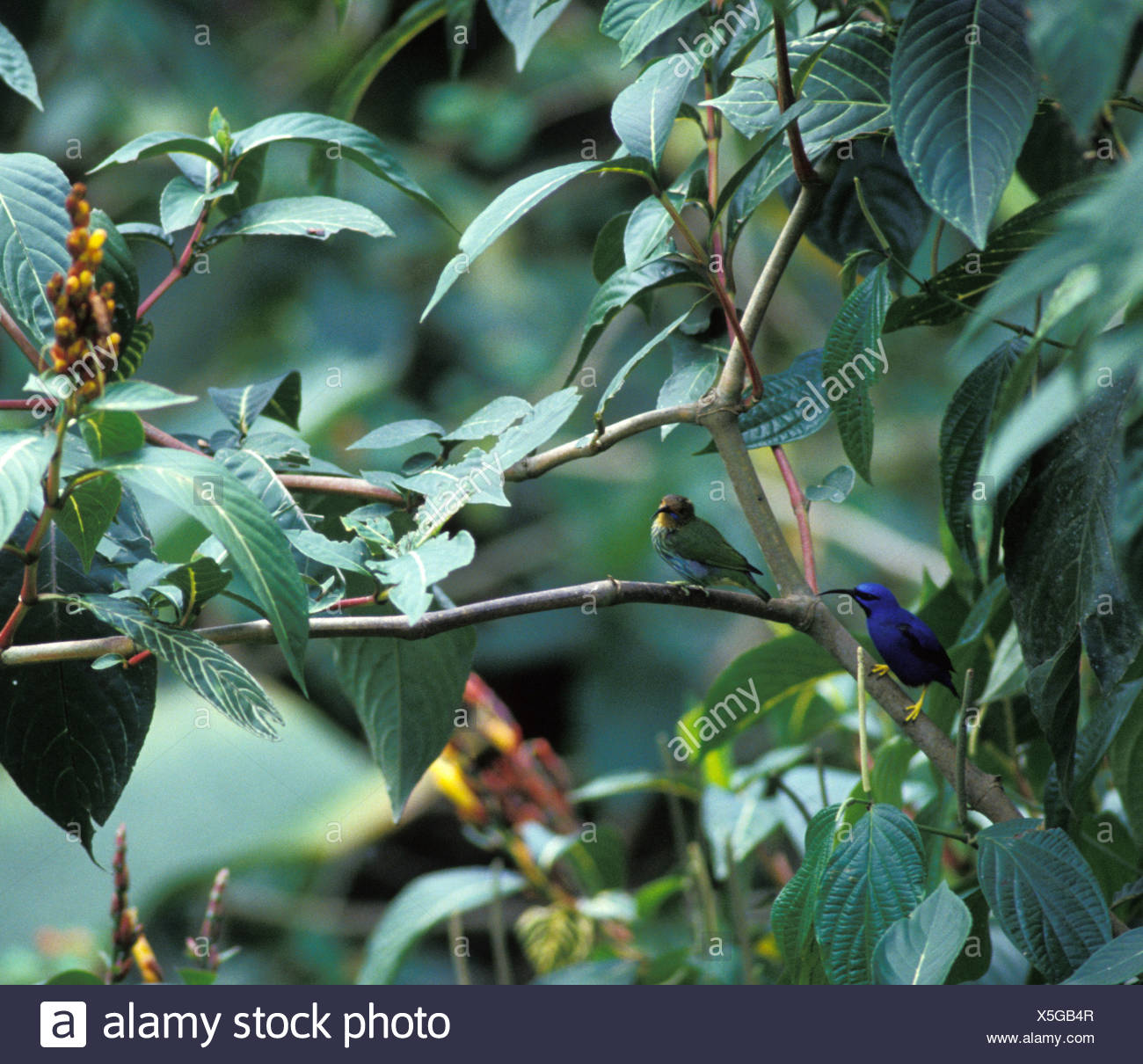 Honeysucker High Resolution Stock Photography and Images - Alamy