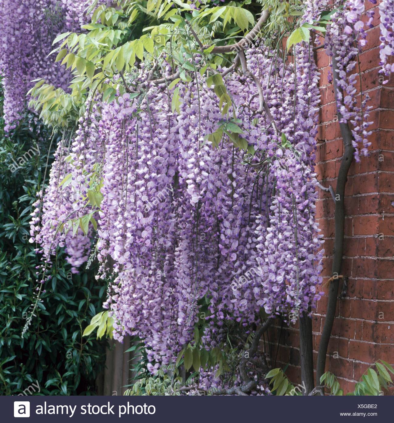 Wisteriamultijuga High Resolution Stock Photography and Images - Alamy