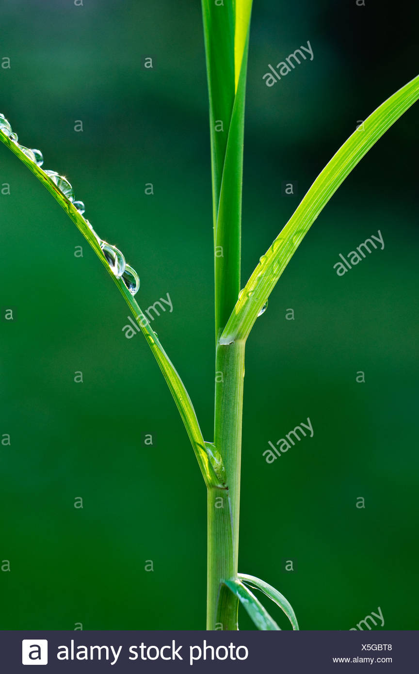 Corn Fields Usa High Resolution Stock Photography and Images - Alamy