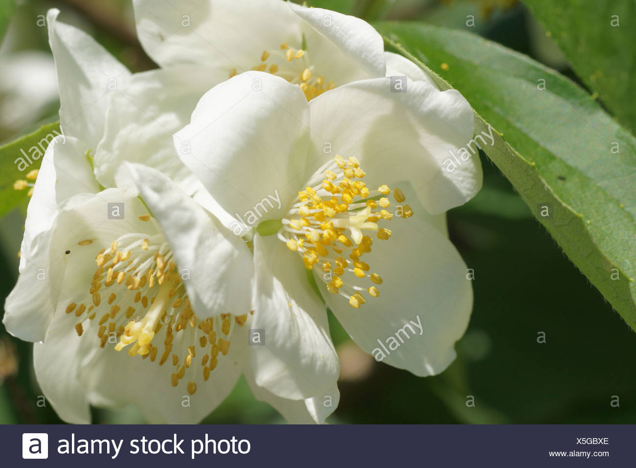 Mock Orange High Resolution Stock Photography and Images - Alamy