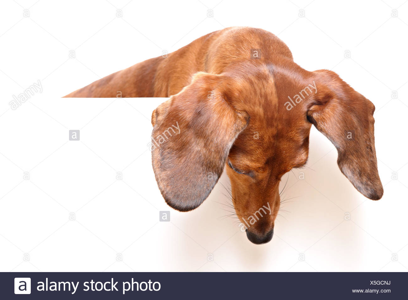 Worshond Stock Photos & Worshond Stock Images - Alamy