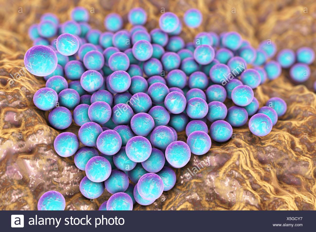 Staphylococci Bacteria High Resolution Stock Photography and Images - Alamy