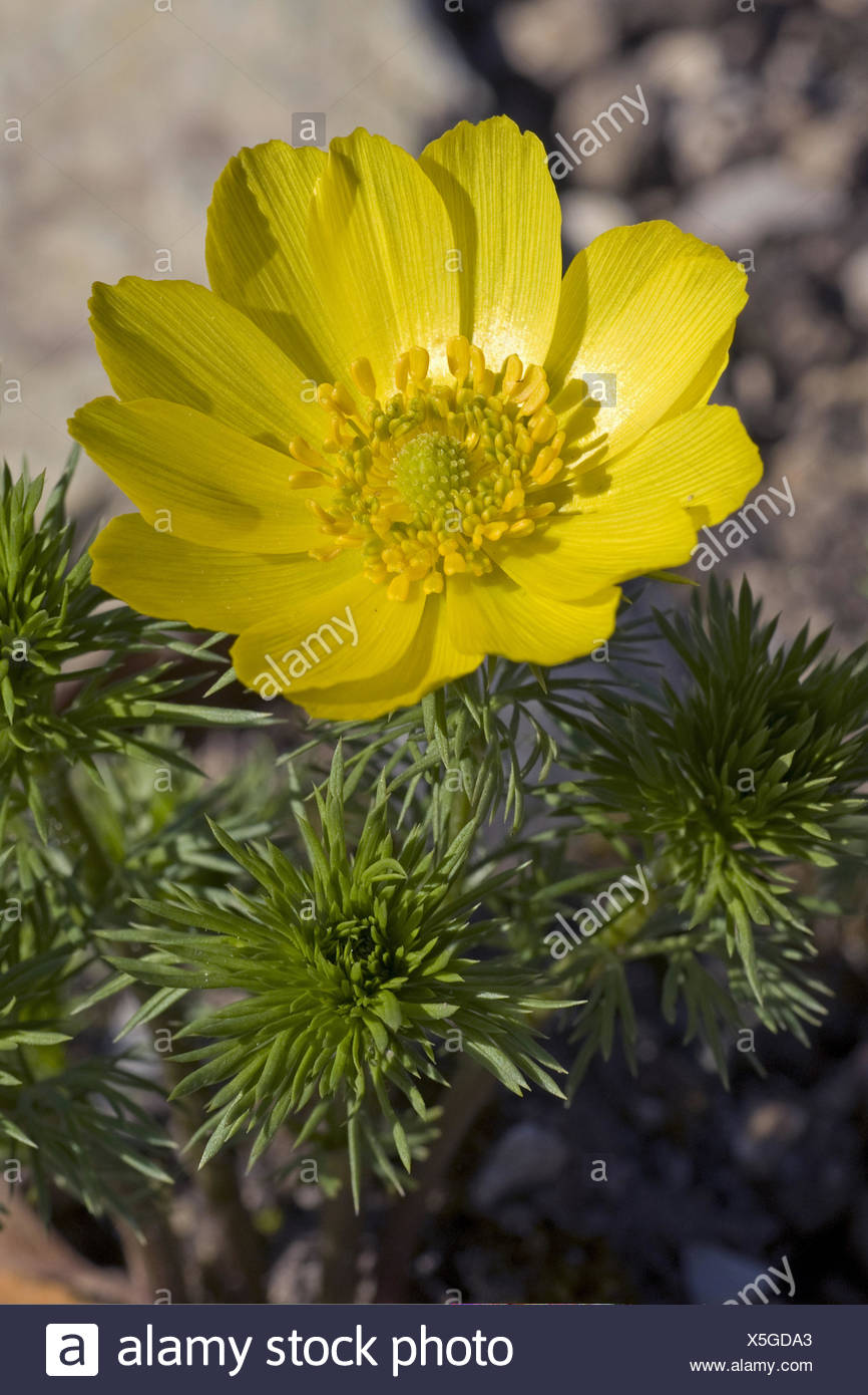 Adonis Flower High Resolution Stock Photography and Images - Alamy
