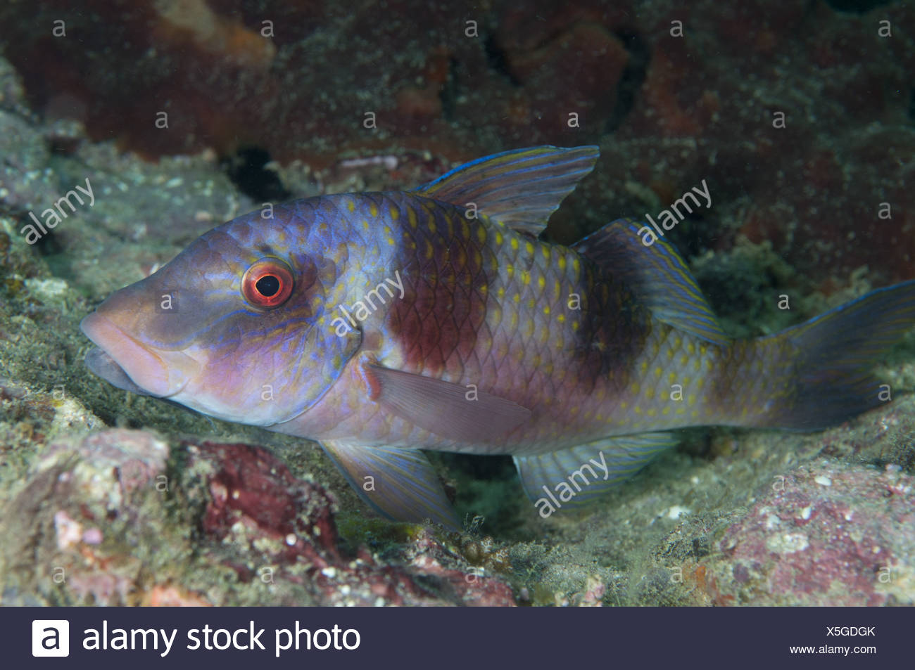 Doublebar Goatfish Stock Photos & Doublebar Goatfish Stock Images - Alamy