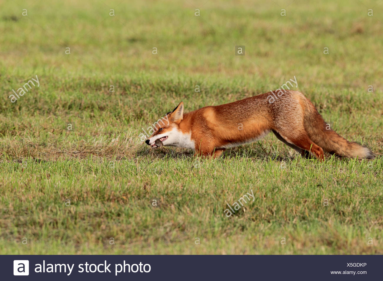 Fox Hunting Prey High Resolution Stock Photography and Images - Alamy