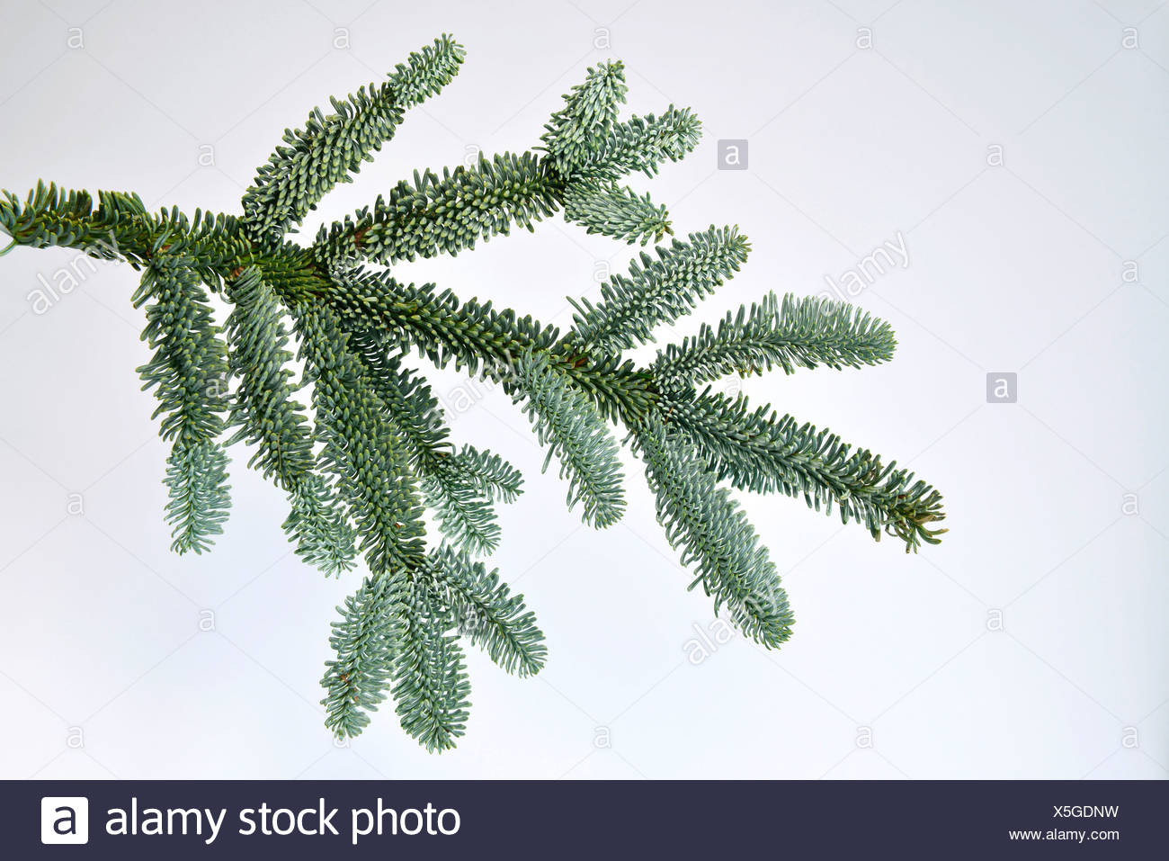 Nobilis Fir High Resolution Stock Photography and Images - Alamy