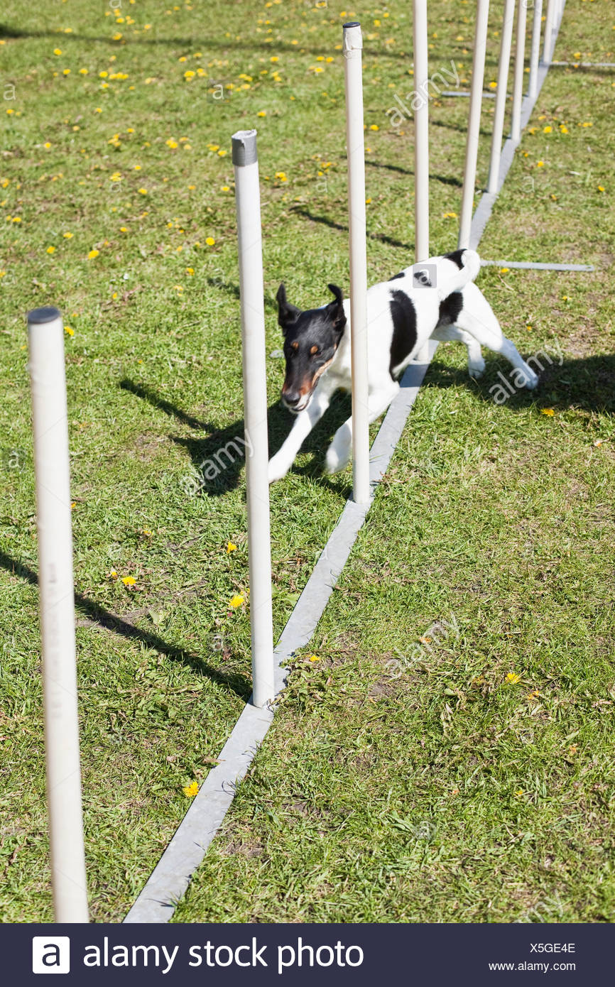 Obedience Class High Resolution Stock Photography and Images - Alamy
