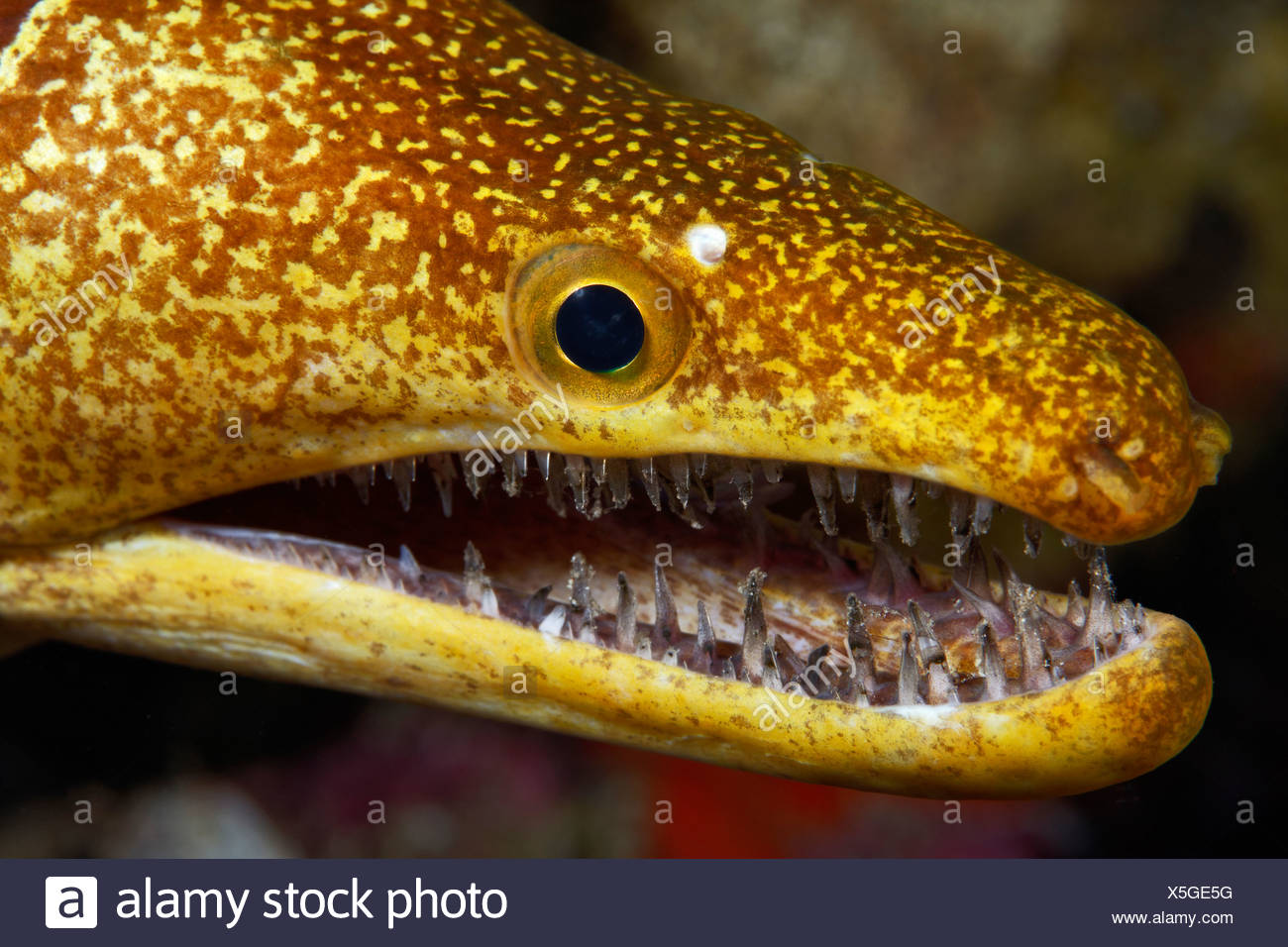Fangtooth Stock Photos & Fangtooth Stock Images - Alamy