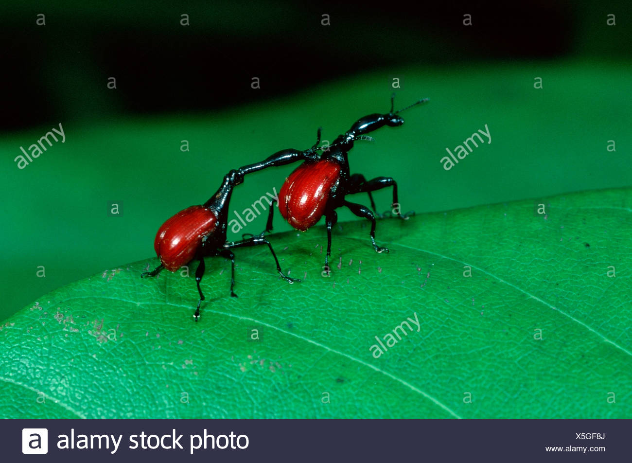 Giraffe Beetle Stock Photos & Giraffe Beetle Stock Images - Alamy