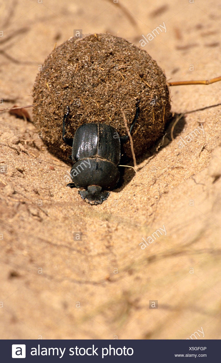 Dung Beetle (scarabaeus Sacer) High Resolution Stock Photography and ...