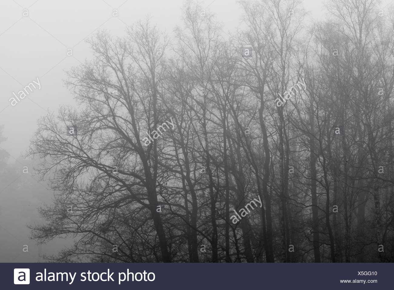 Vector Outlines High Resolution Stock Photography and Images - Alamy