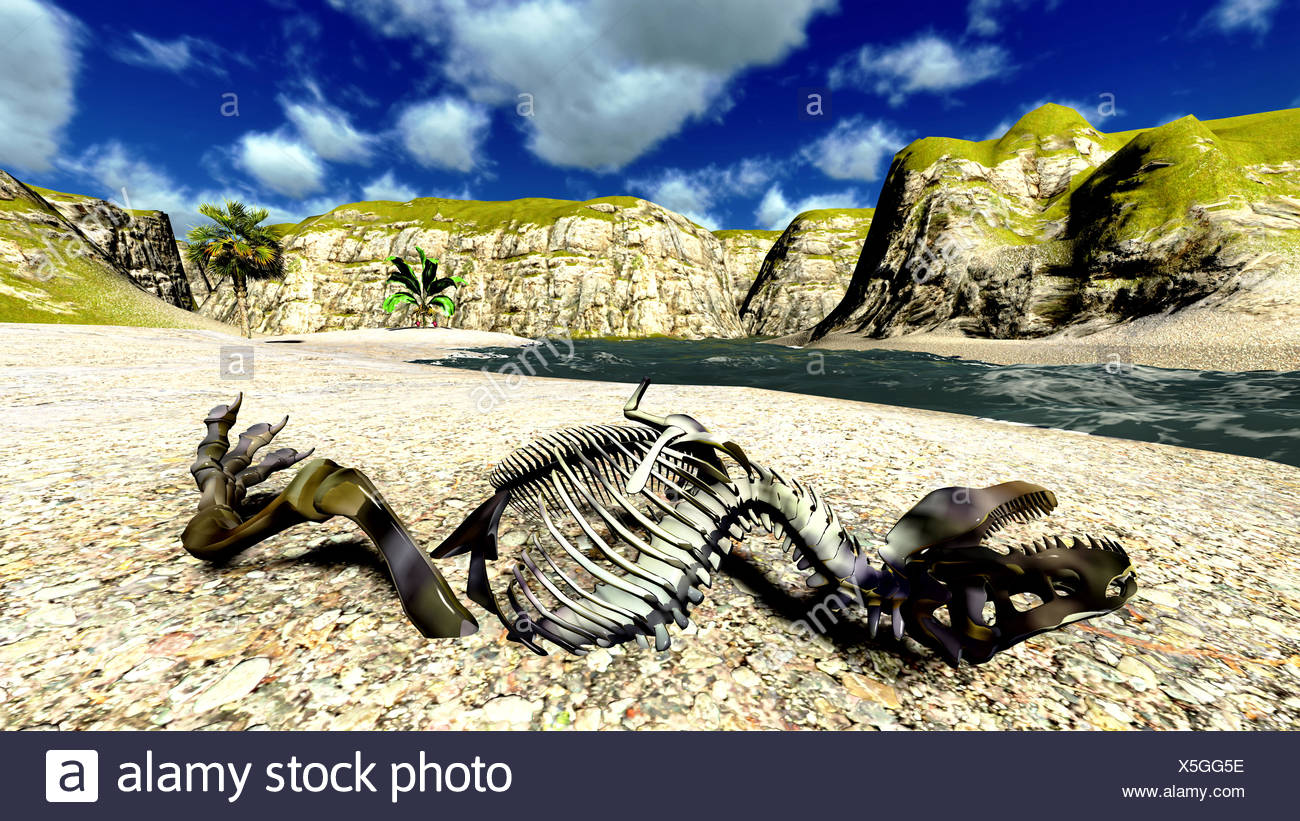Sea Animal Bones High Resolution Stock Photography and Images - Alamy