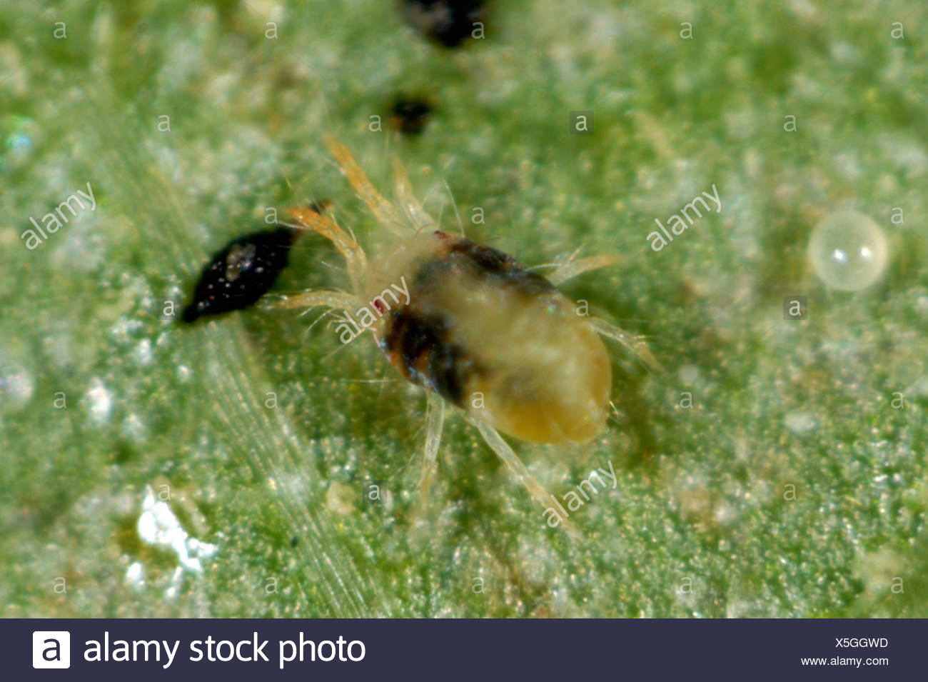 Tetranychus Urticae High Resolution Stock Photography and Images - Alamy