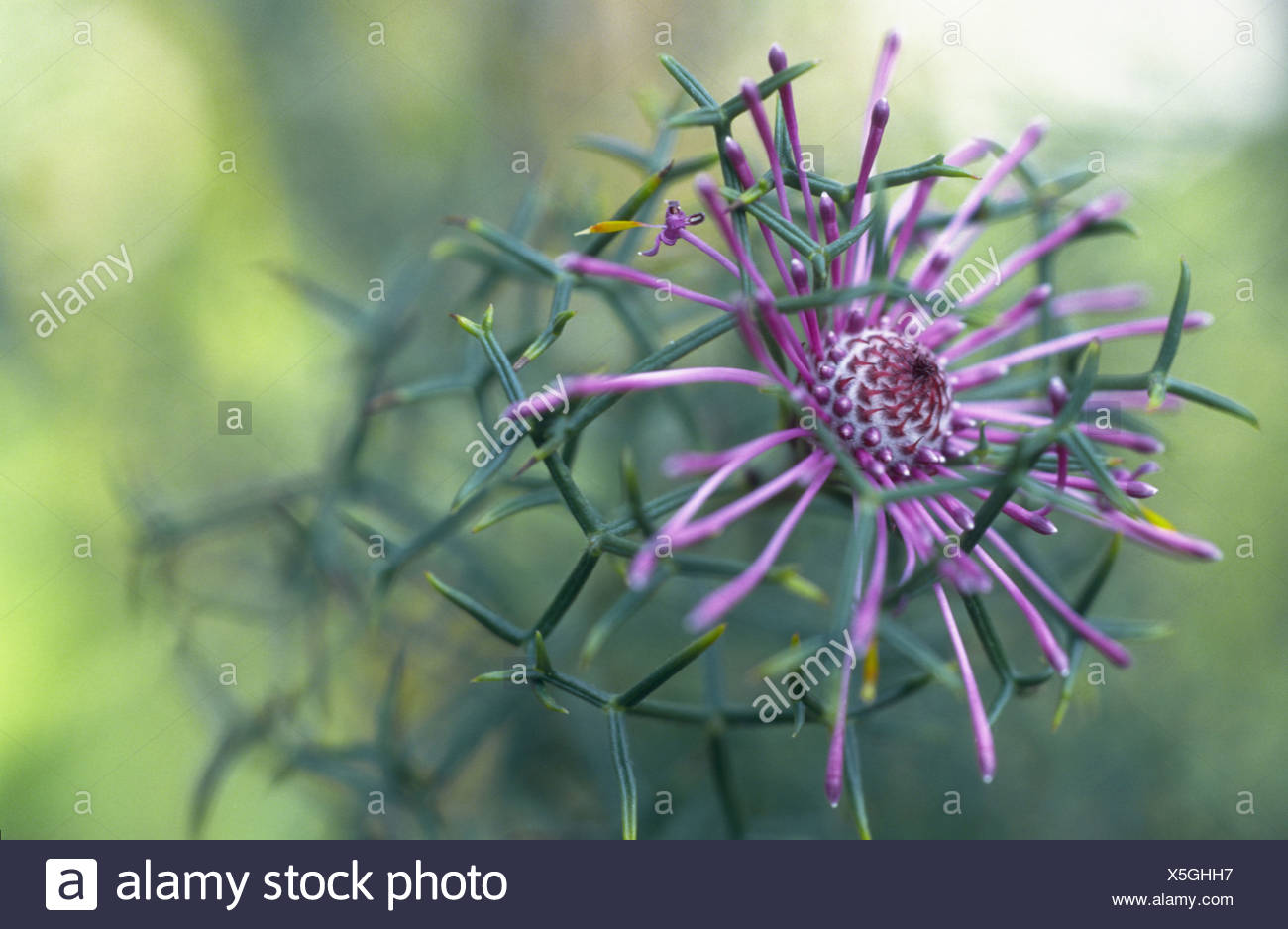 Rose Cone Bush High Resolution Stock Photography and Images - Alamy