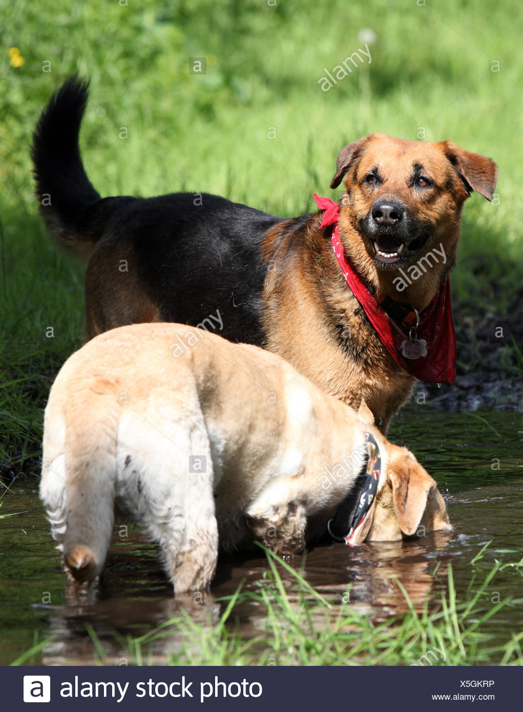 Mud And Stick High Resolution Stock Photography and Images - Alamy