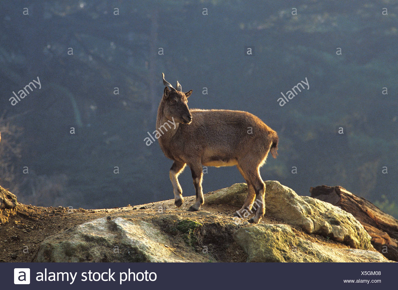 Rove Goat High Resolution Stock Photography and Images - Alamy
