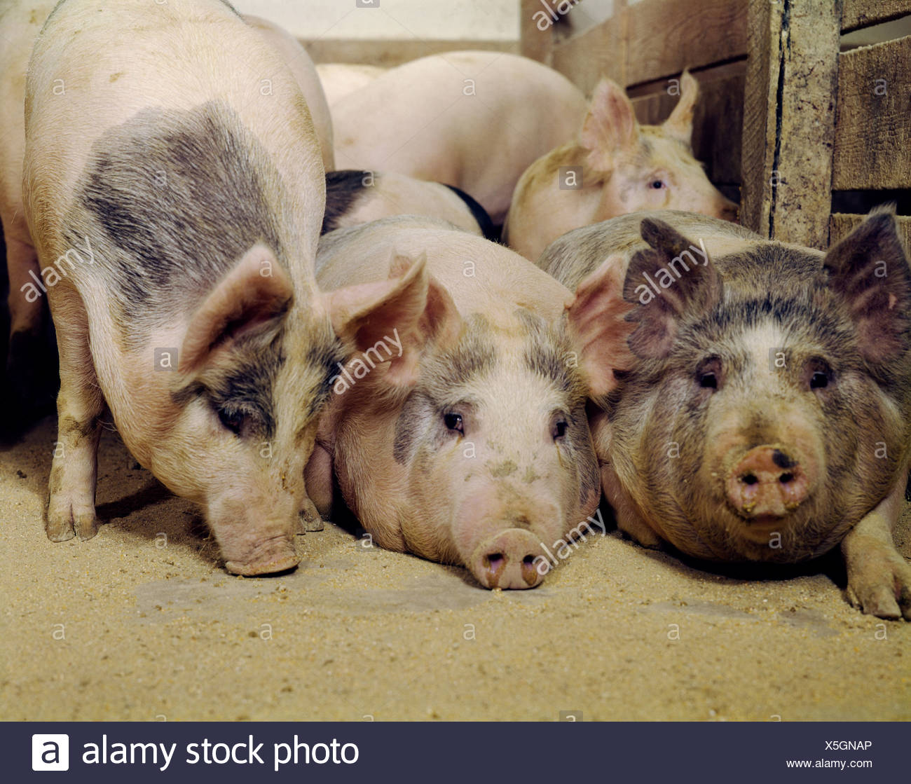 Large Yorkshire Pig High Resolution Stock Photography and Images - Alamy