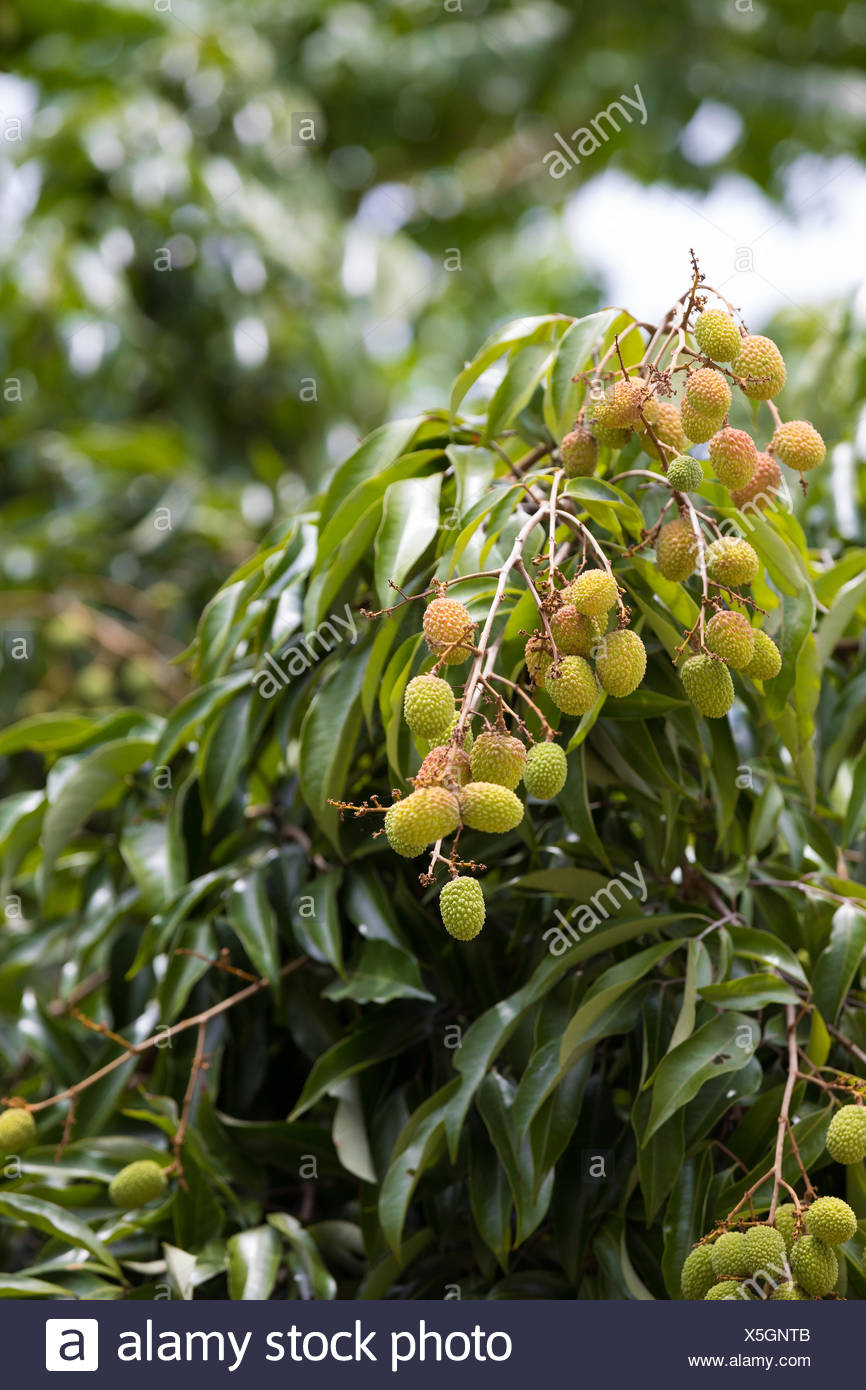 Lychee Plantation High Resolution Stock Photography and Images - Alamy