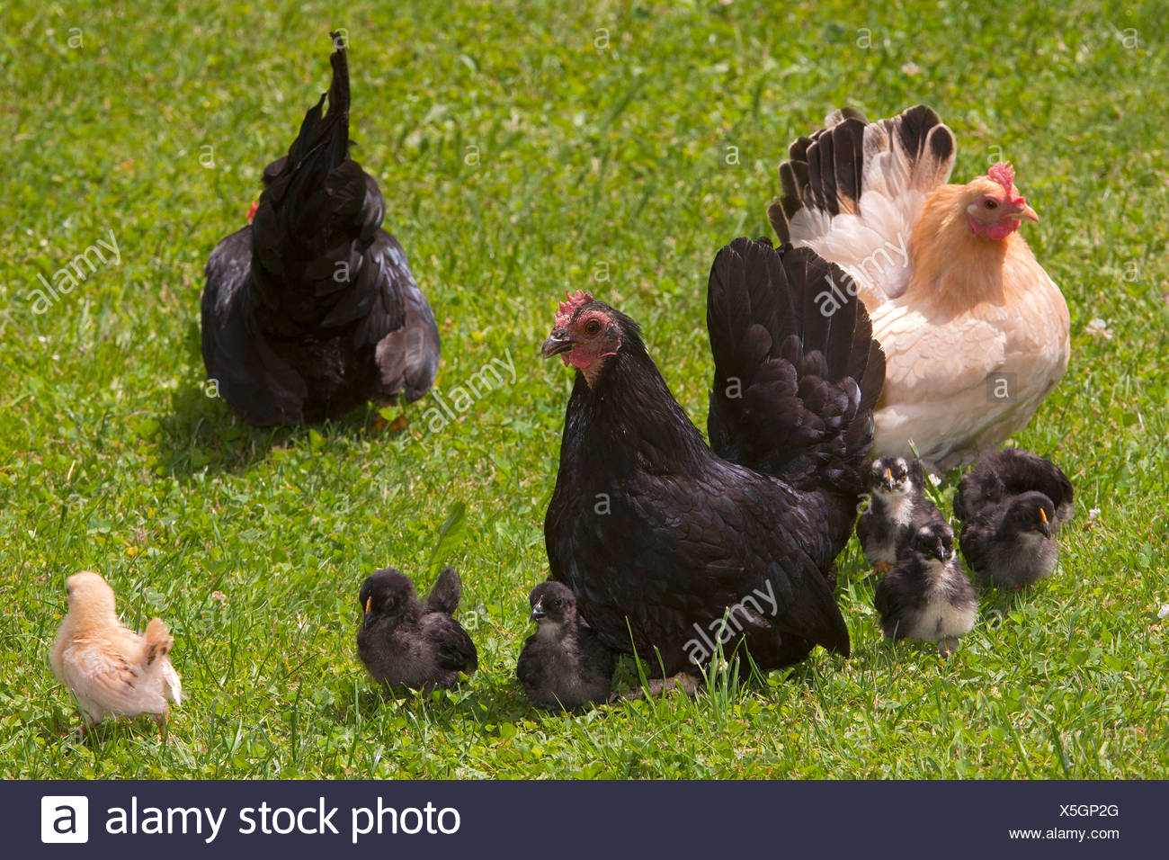 Japanese Bantam Chicken High Resolution Stock Photography and Images ...