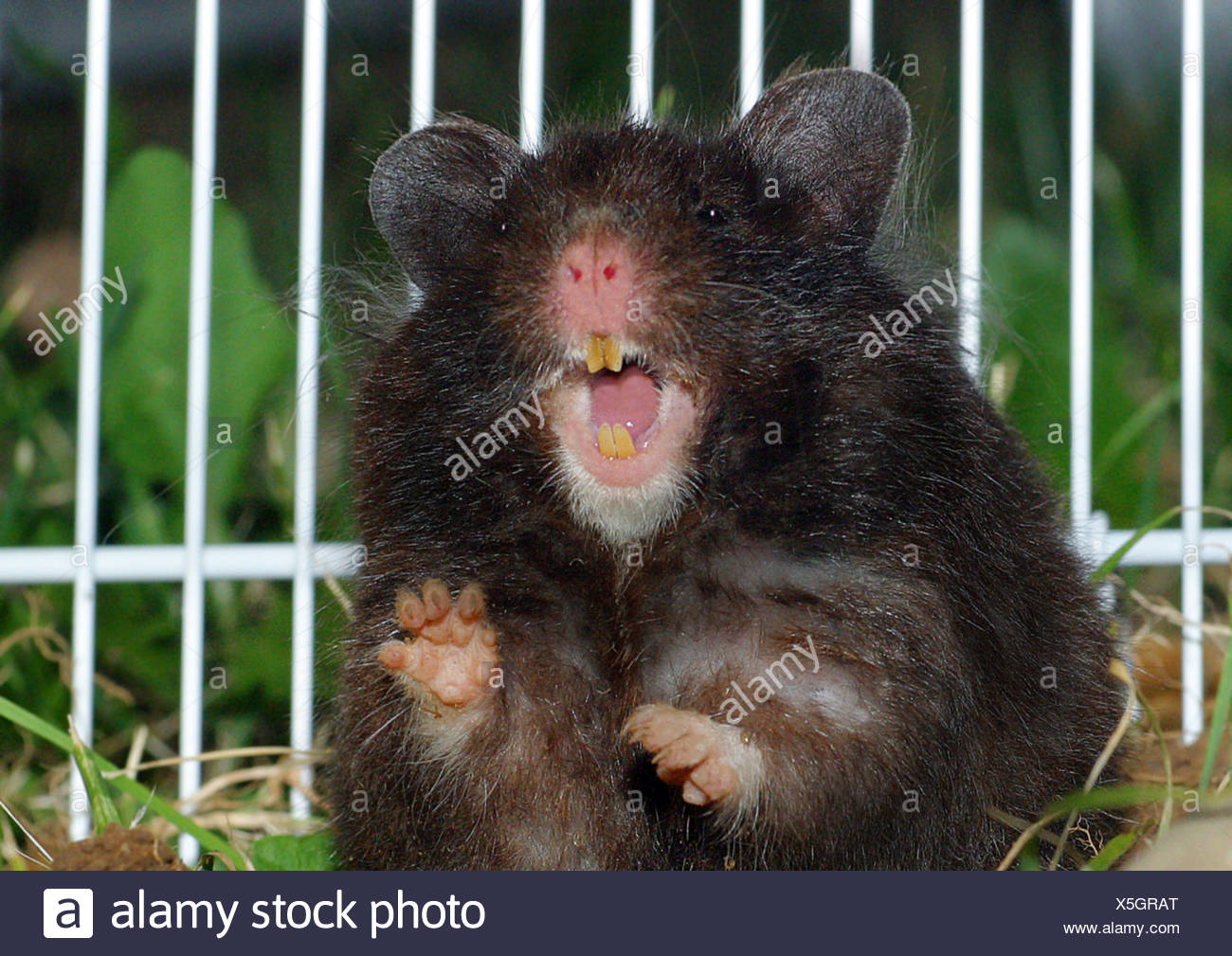 Cricetulus High Resolution Stock Photography and Images - Alamy