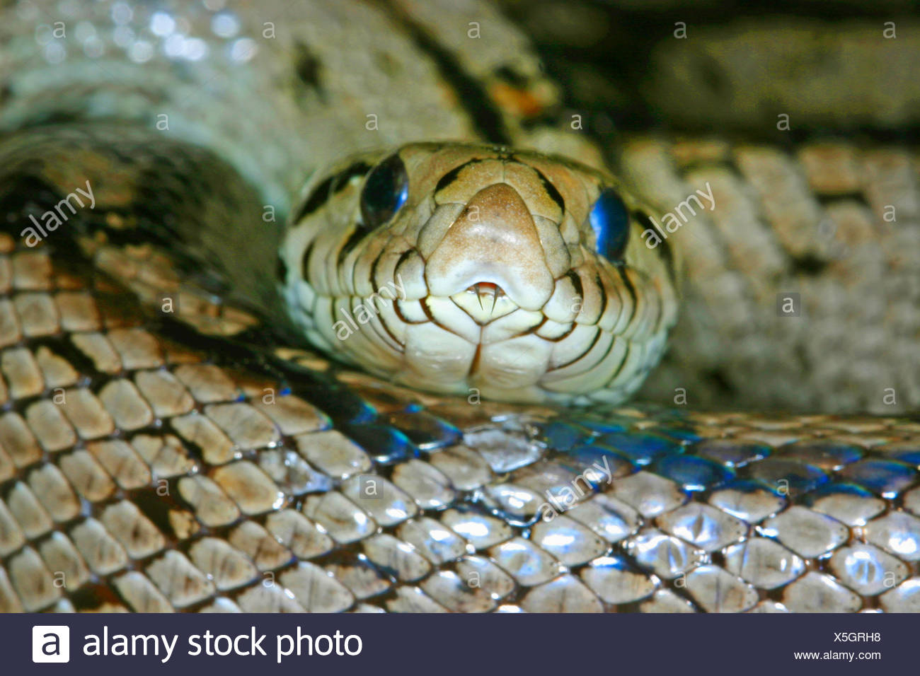 Ladder Snakes High Resolution Stock Photography and Images - Alamy