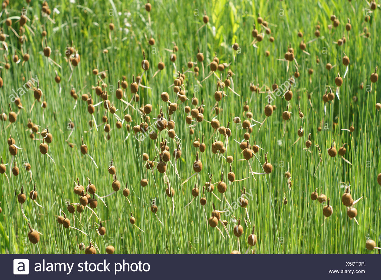 Dwarf Bulrush Typha Minima Stock Photos & Dwarf Bulrush Typha Minima ...