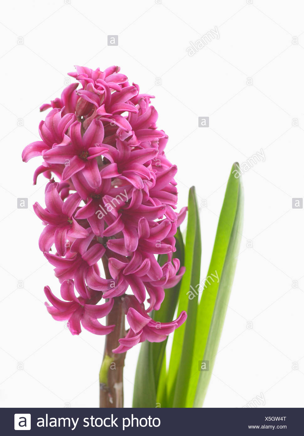 Hyacinthus Orientalis Spring Beauty High Resolution Stock Photography ...
