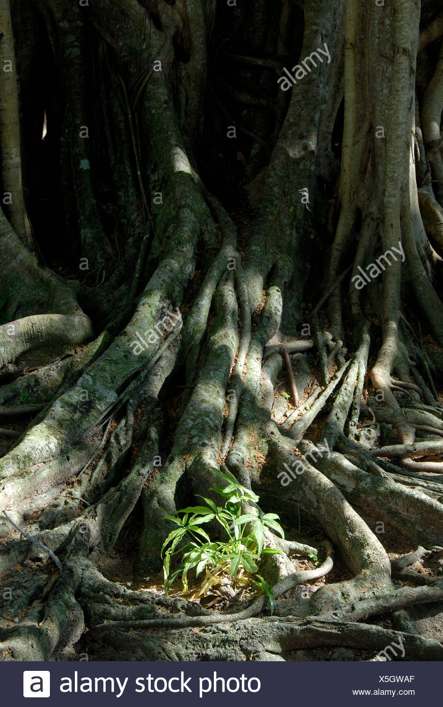 Ficus Tree Trunk High Resolution Stock Photography and Images - Alamy