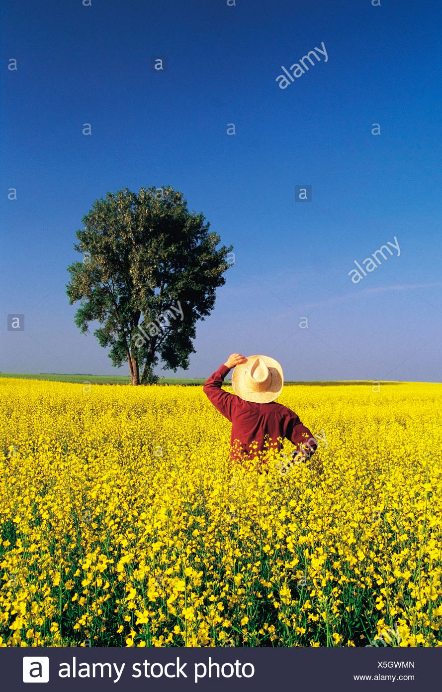 Canola Flower Field High Resolution Stock Photography and Images - Alamy