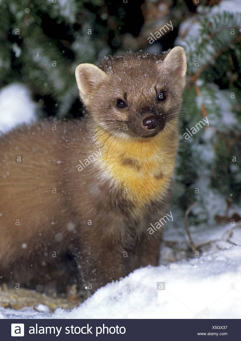 European Pine Marten Snow High Resolution Stock Photography and Images ...