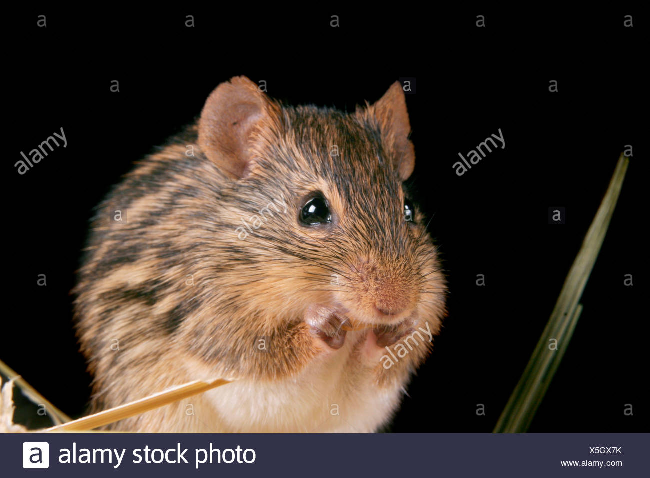 Grasmaus Stock Photos & Grasmaus Stock Images - Alamy