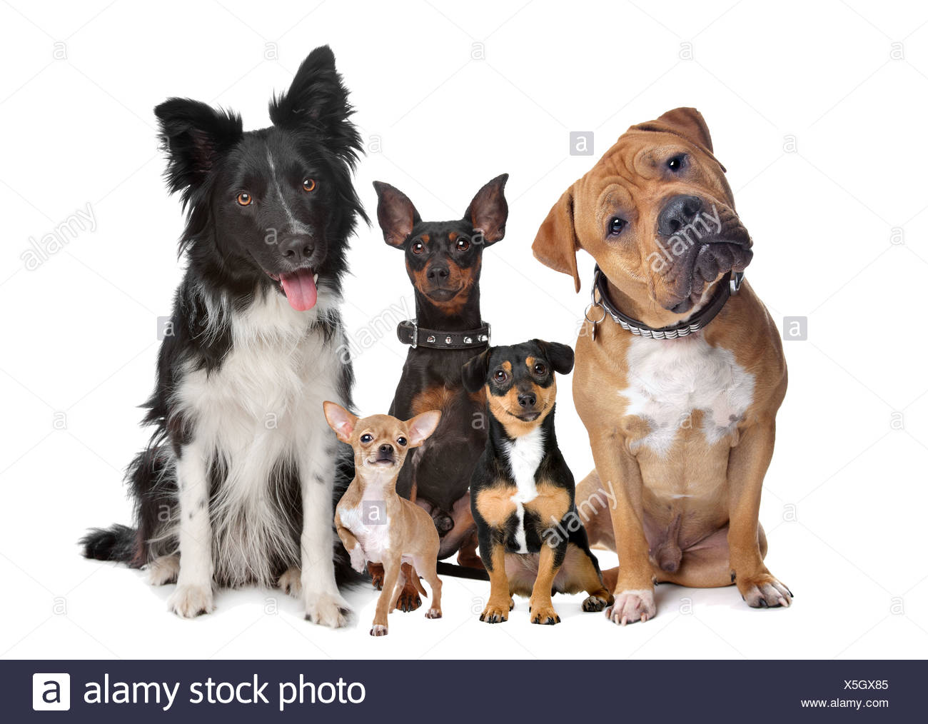 Five Dogs High Resolution Stock Photography and Images - Alamy