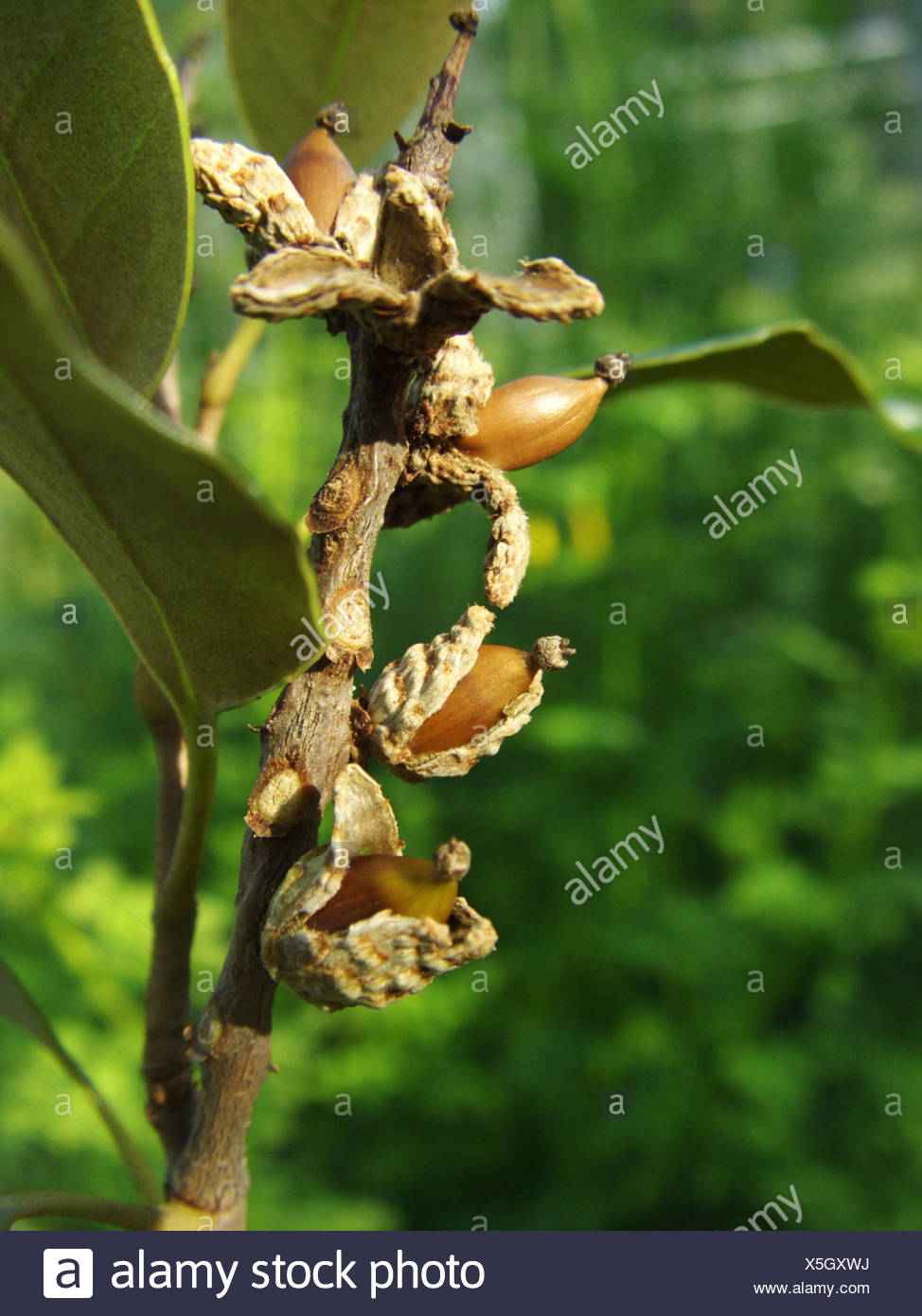 Castanopsis Cuspidata High Resolution Stock Photography and Images - Alamy