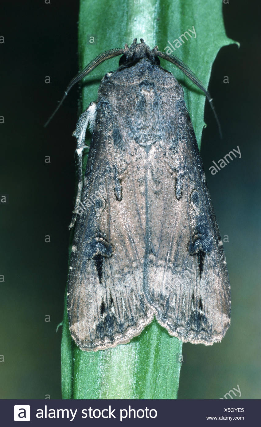 Black Cutworm Moth High Resolution Stock Photography and Images - Alamy