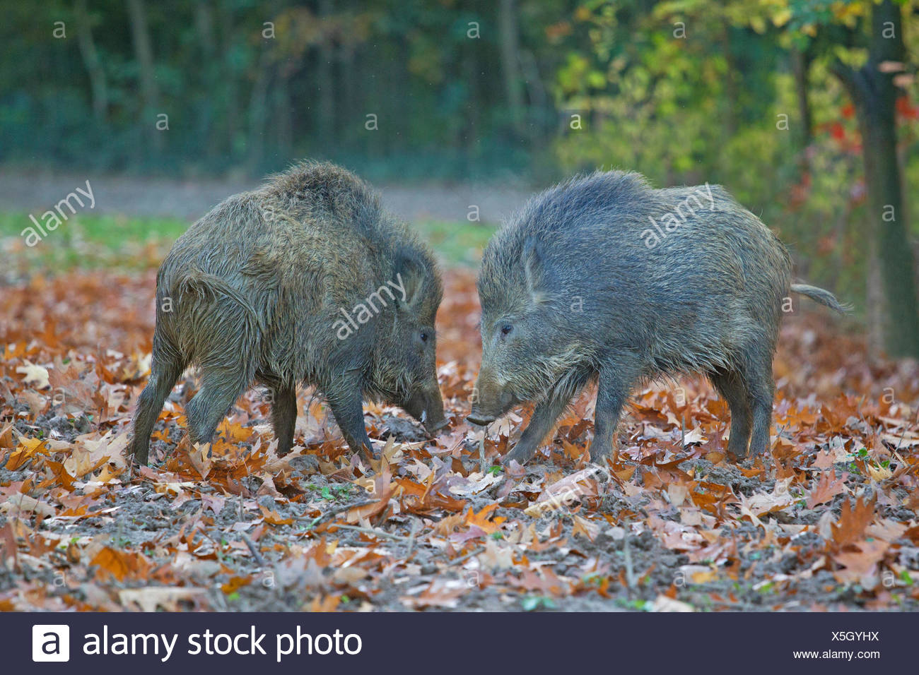 Wild Boars Fighting High Resolution Stock Photography and Images - Alamy