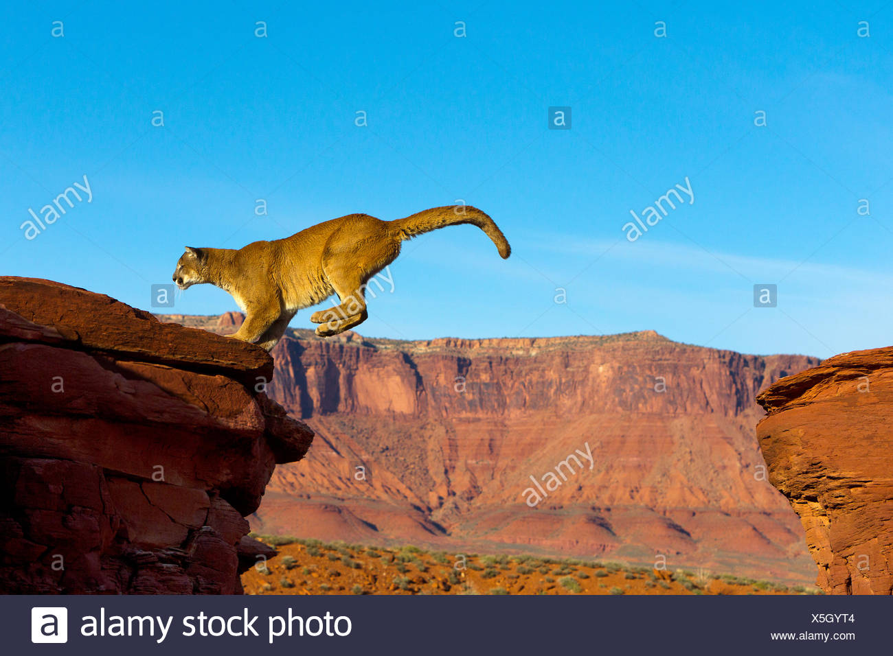 Jumping Puma High Resolution Stock Photography and Images - Alamy