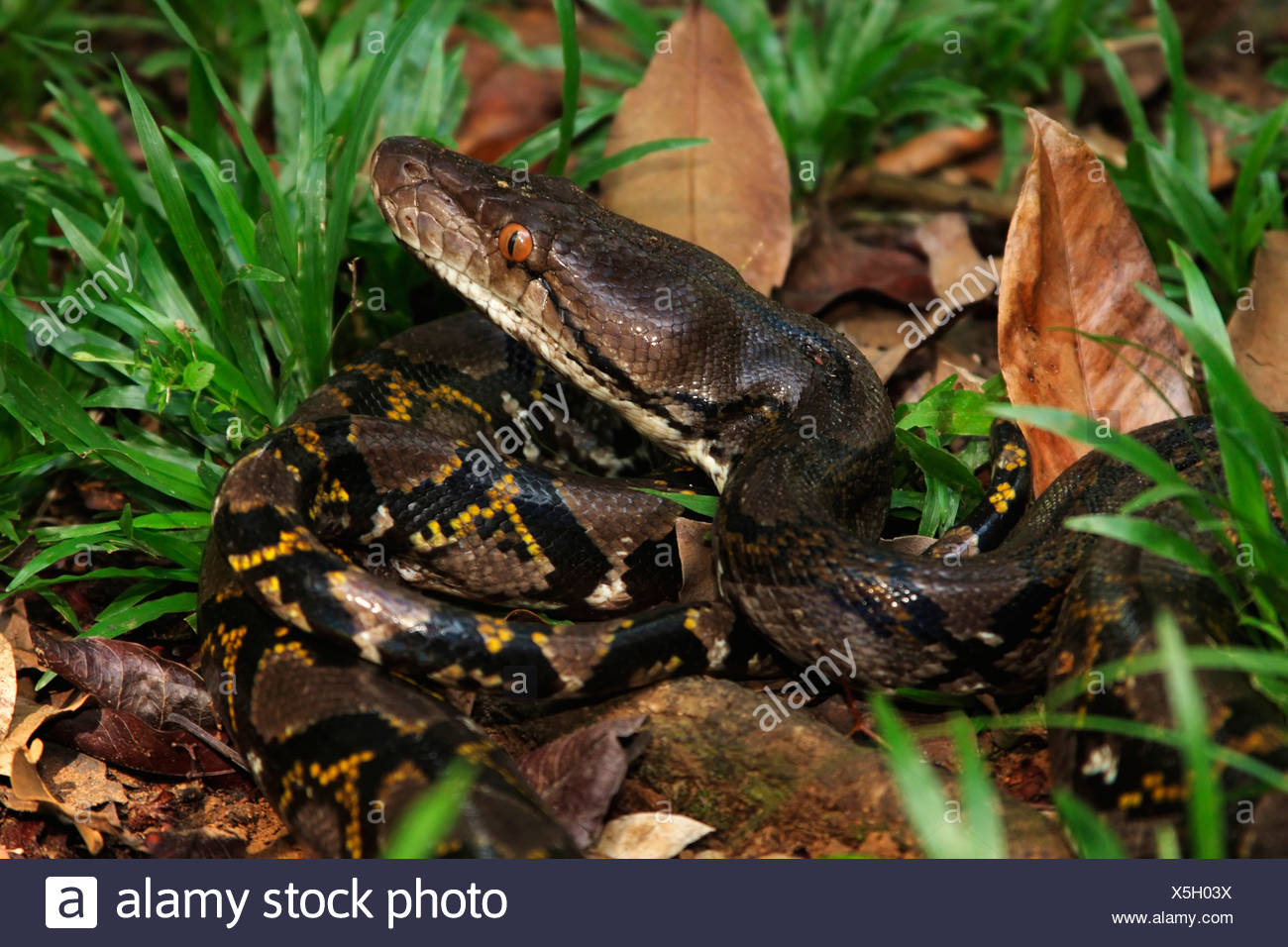 Asian Rock Python High Resolution Stock Photography and Images - Alamy