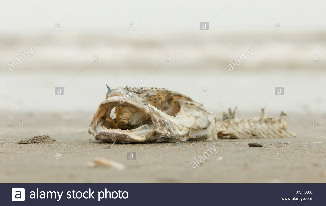 Decomposing Animal High Resolution Stock Photography and Images - Alamy