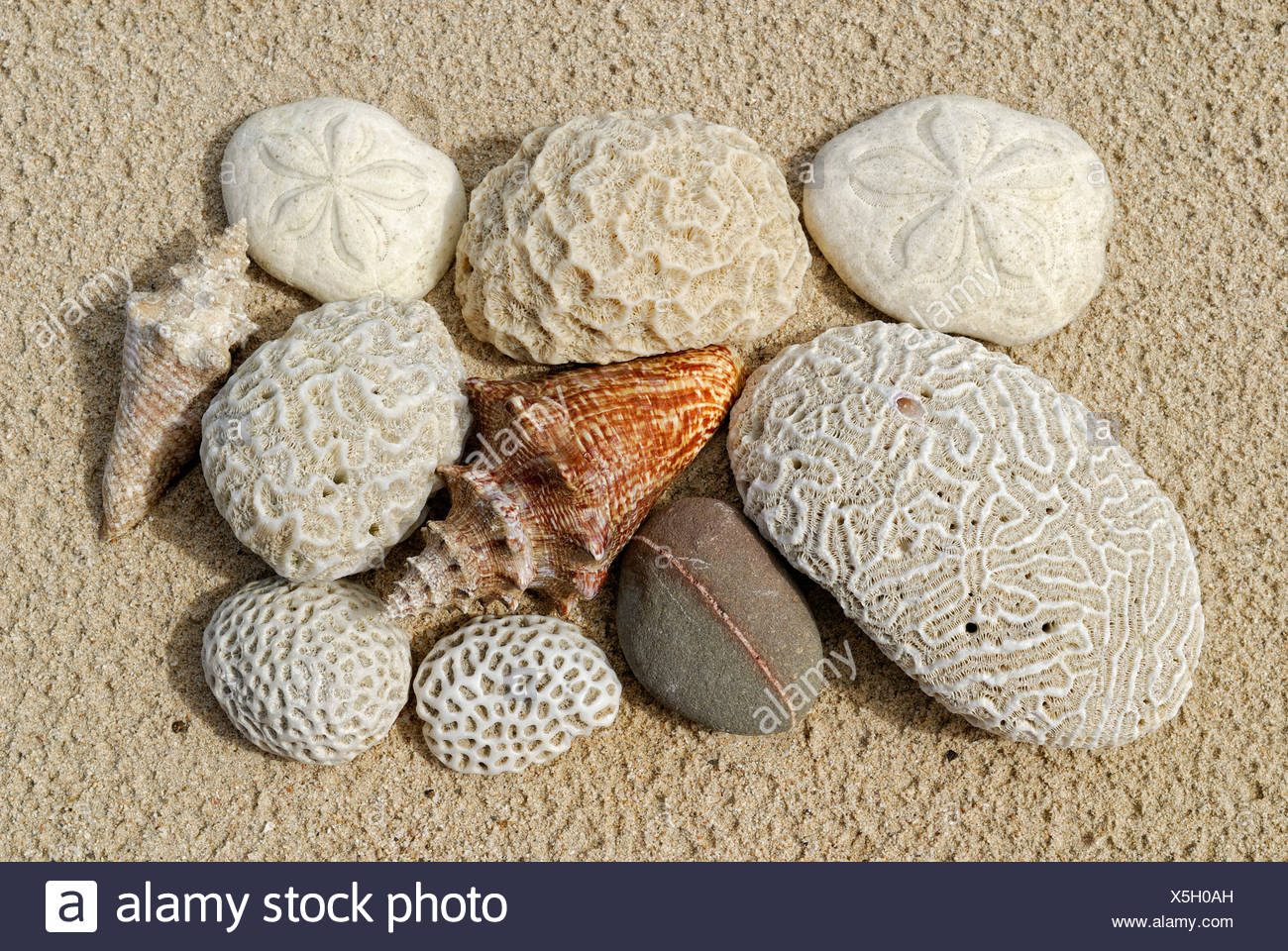 Beach Finds High Resolution Stock Photography and Images - Alamy