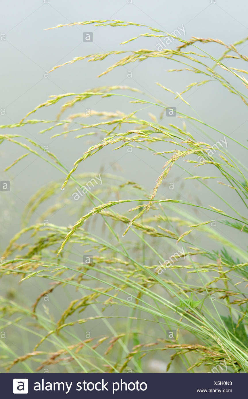 Poa Grass High Resolution Stock Photography and Images - Alamy