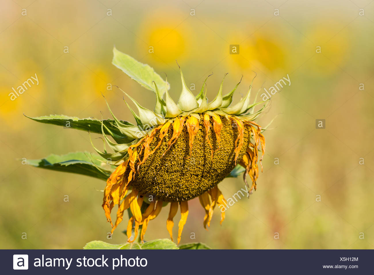 Sunflower Withering Stock Photos & Sunflower Withering Stock Images - Alamy