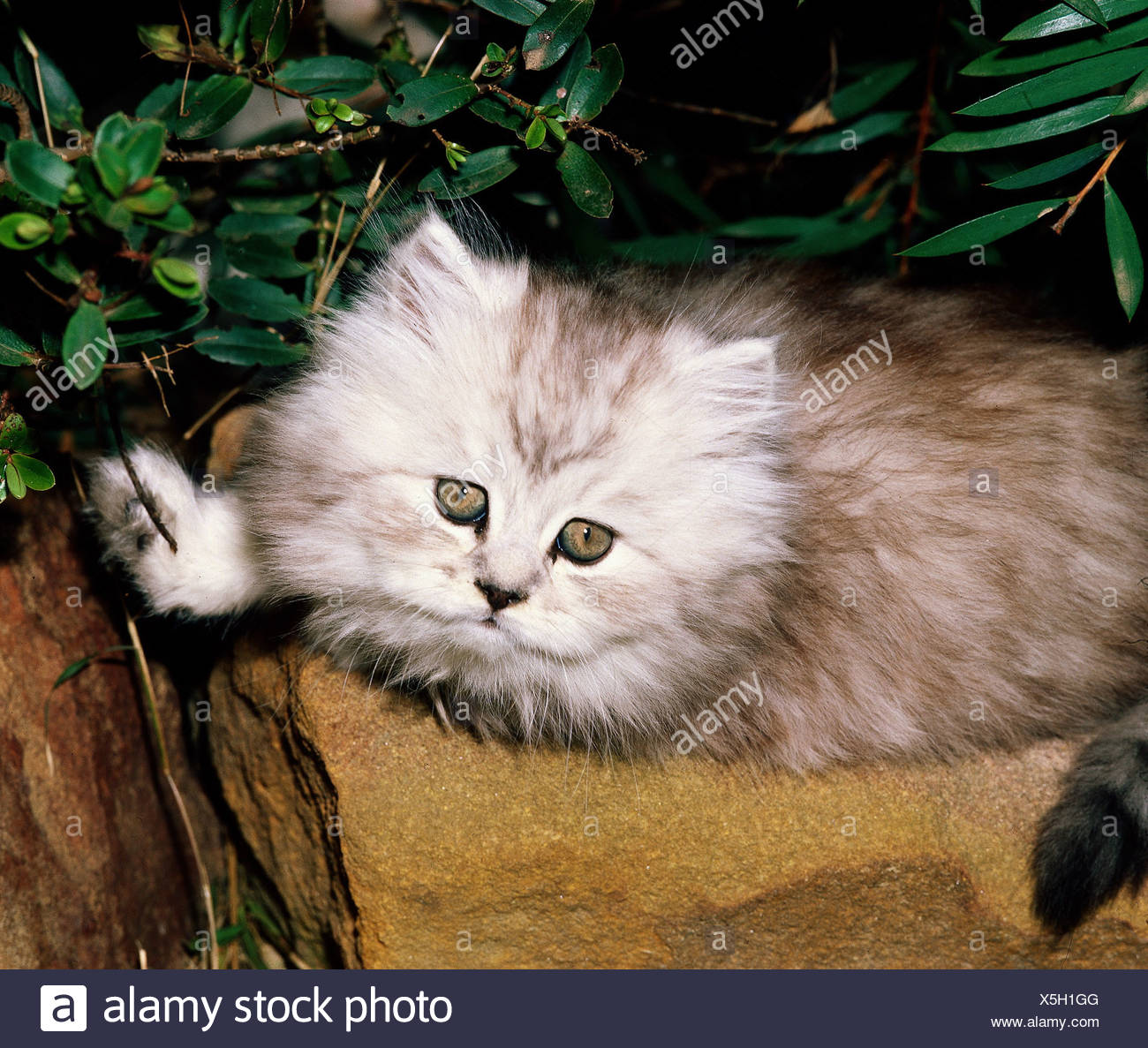 Zoology Animals Mammal Mammalian Cats High Resolution Stock Photography ...