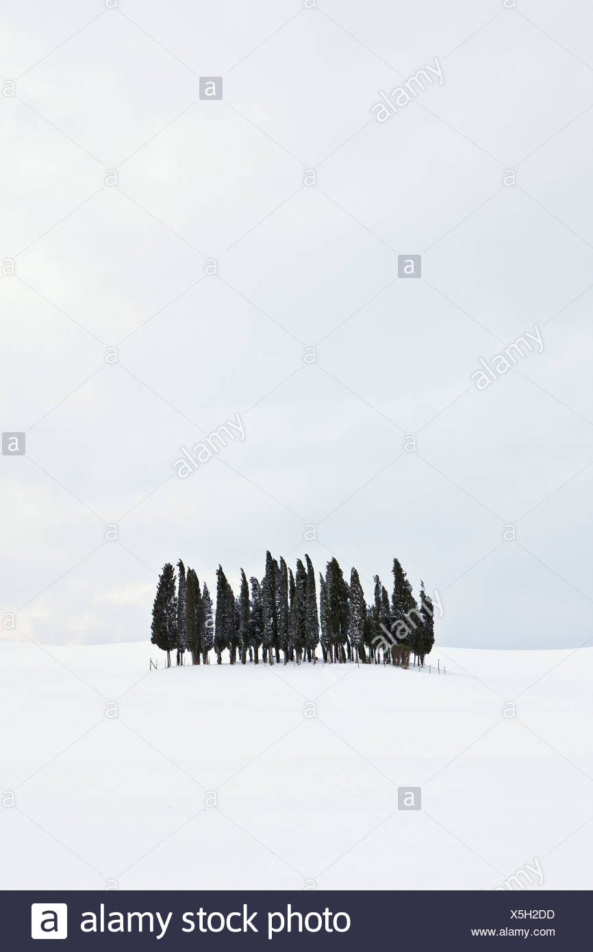 Cypress In Wintry Landscape High Resolution Stock Photography and ...