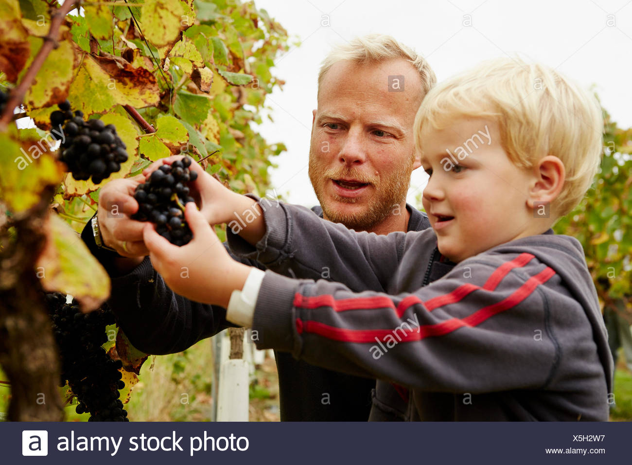 Vine Men High Resolution Stock Photography and Images - Alamy