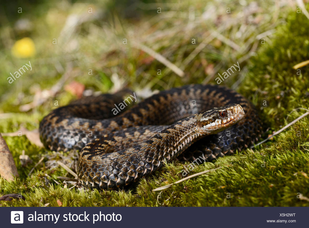Northern Adder High Resolution Stock Photography and Images - Alamy