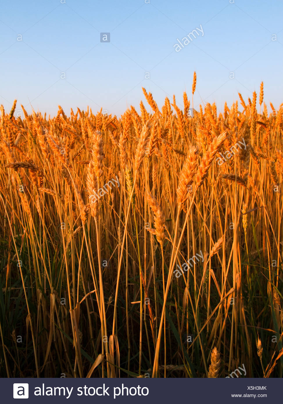 Bearded Wheat High Resolution Stock Photography and Images - Alamy