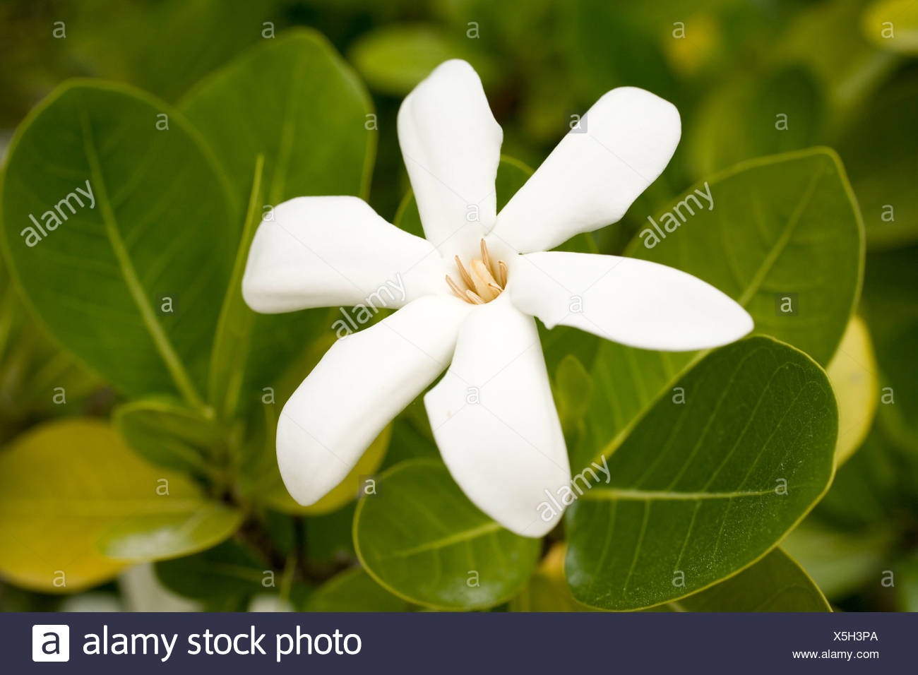 Tiare Flower Stock Photos & Tiare Flower Stock Images - Alamy